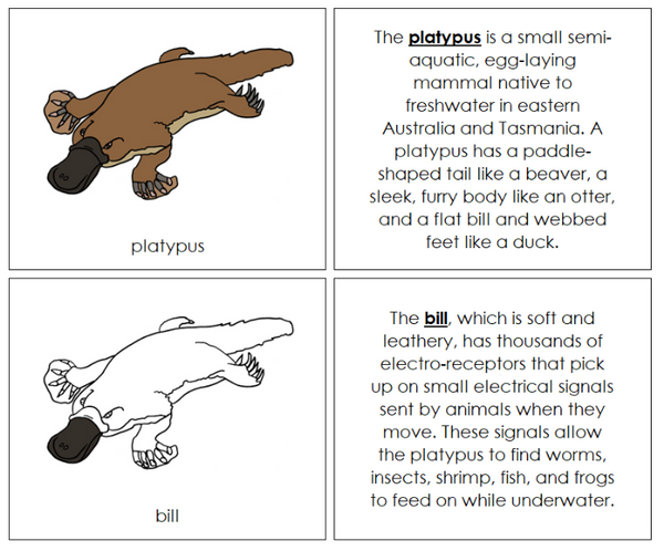 Platypus Nomenclature Book - Montessori Print Shop