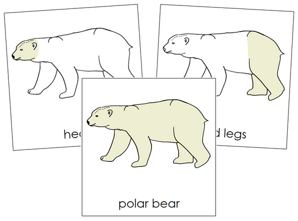 Polar Bear Body Parts Diagram