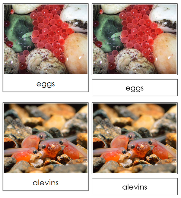 Salmon Life Cycle Nomenclature Cards - Montessori Print Shop