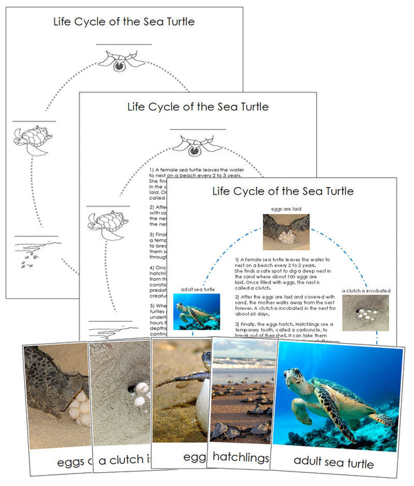 Sea Turtle Life Cycle Nomenclature Cards - Montessori Print Shop