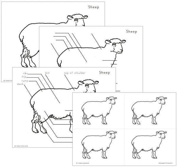 Elementary Montessori Sheep Nomenclature - Montessori Digital Download ...