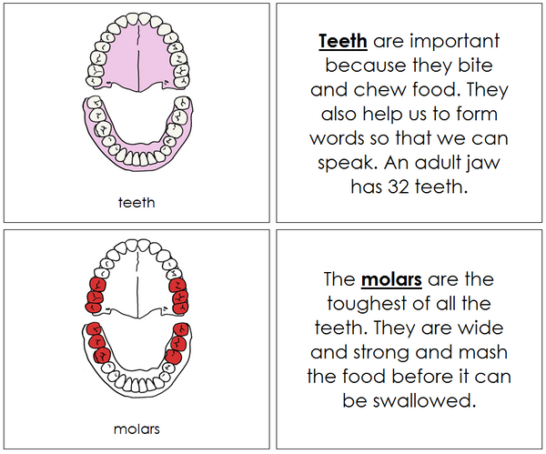 Parts of Human Teeth & Jaws Nomenclature Book (red) - Montessori ...