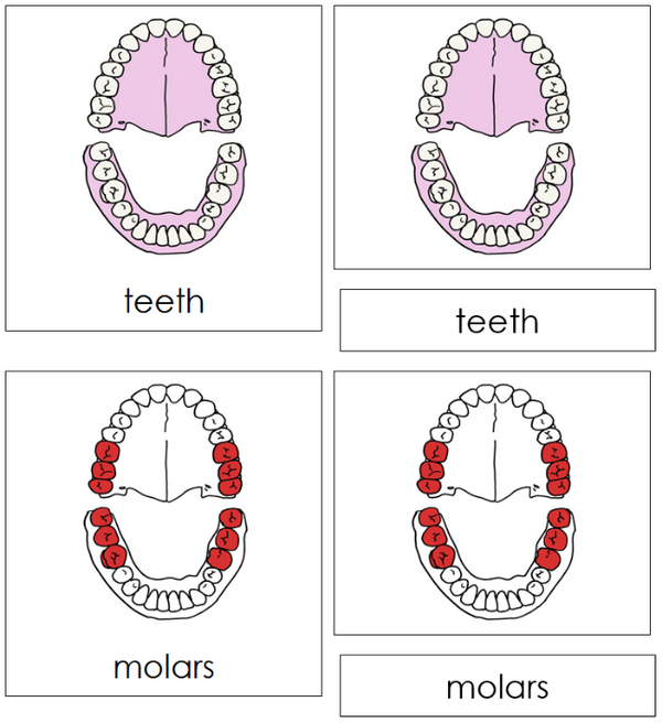 Teeth & Jaws Nomenclature Cards (red) - Montessori Print Shop