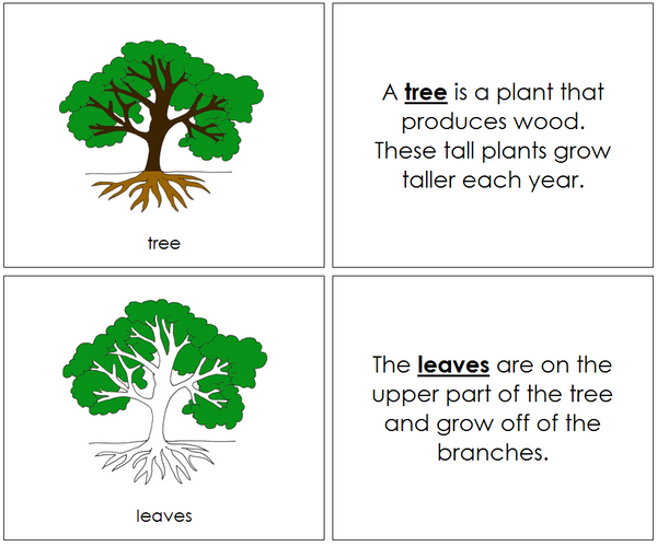 Botany Nomenclature Bundle Set 1 - Montessori Print Shop Digital Download
