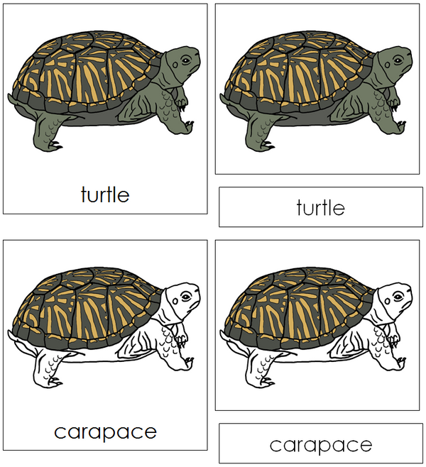 Turtle Nomenclature Cards - Montessori Print Shop