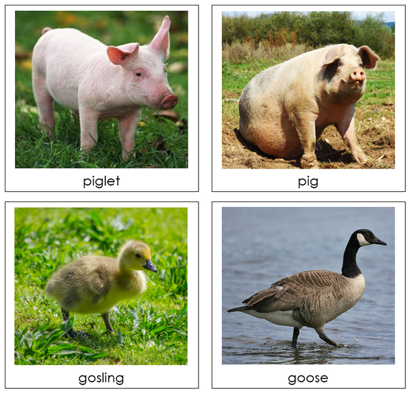 Toddler Young & Adult Animal Cards - Montessori Print Shop