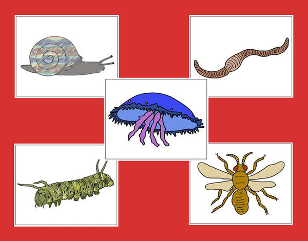 Zoology Nomenclature Bundle (Red) Set 2 - Montessori Print Shop Digital ...