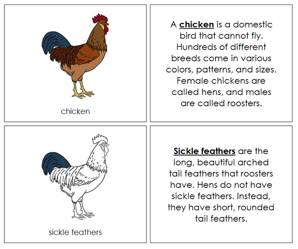 Chicken Nomenclature Book - Montessori Print Shop