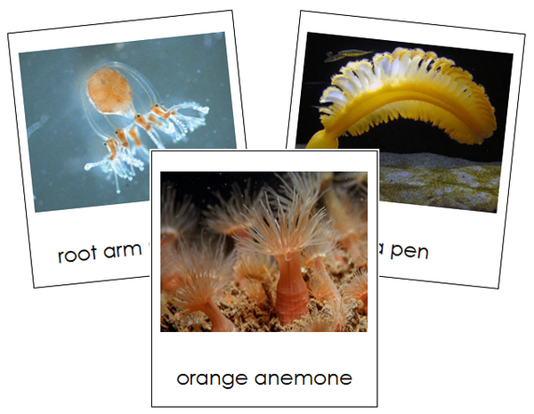 Phylum Cnidaria Examples