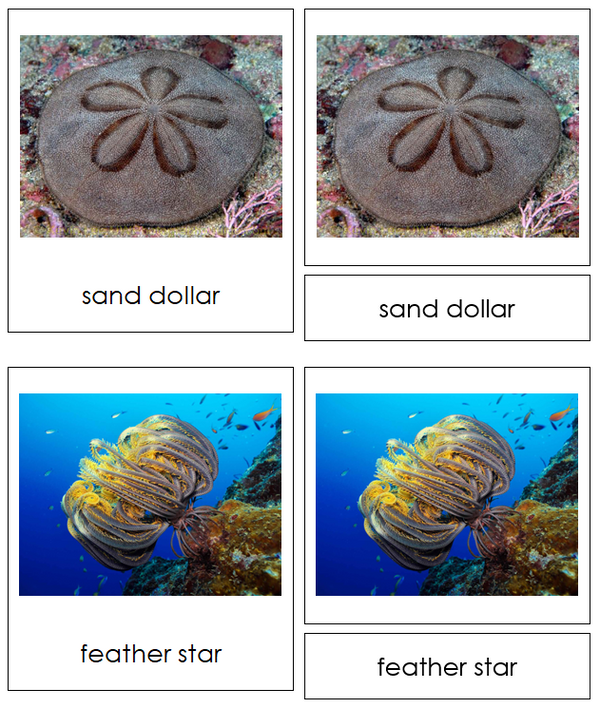 Types of Echinodermata - Montessori Print Shop