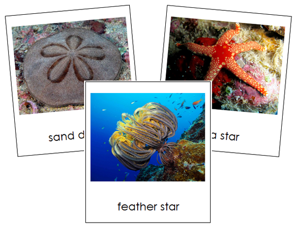Types of Echinodermata - Montessori Print Shop