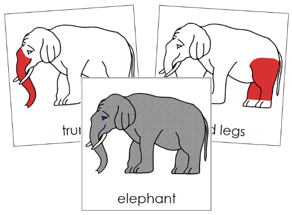 Elephant Nomenclature Cards (red) - Montessori Print Shop