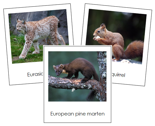 Europe Continent Study - Montessori Print Shop