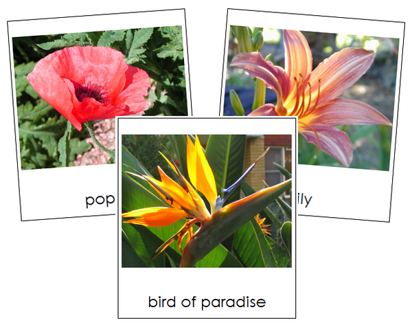 Flowers (Set 2) - Montessori Print Shop