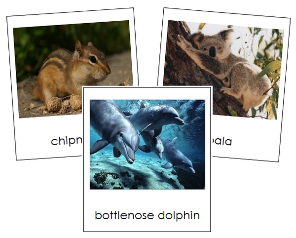 Types of Mammalia (Mammals) - Montessori Print Shop