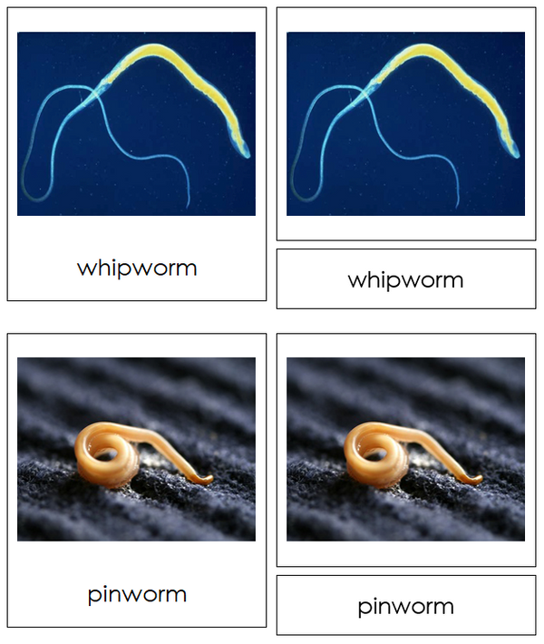 Types of Nematoda - Montessori Print Shop