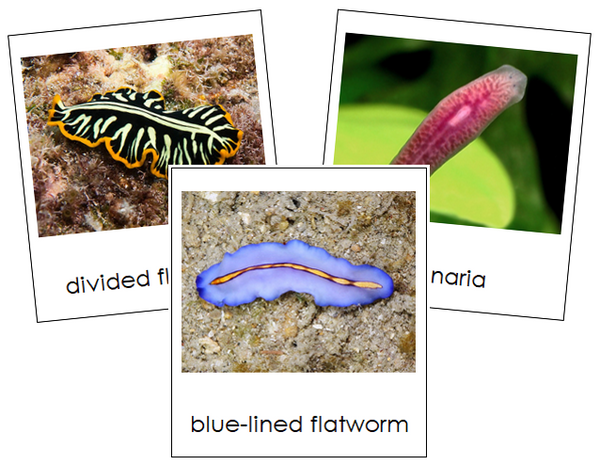 Platyhelminthes Examples