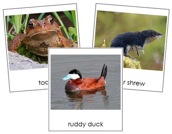 Pond Life - Montessori Print Shop