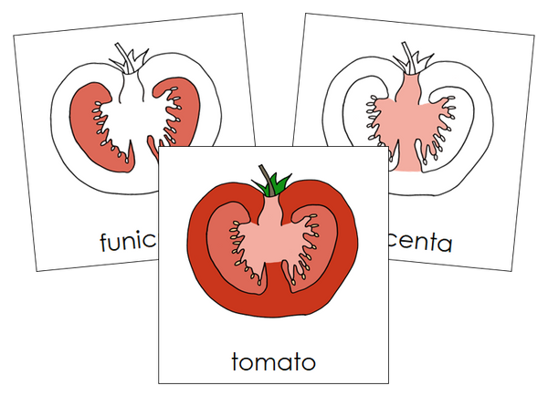 Tomato Nomenclature Cards - Montessori Print Shop