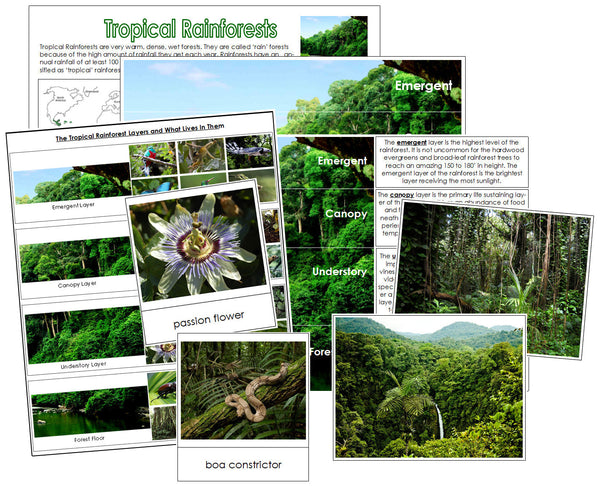 Tropical Rainforest - Montessori Print Shop
