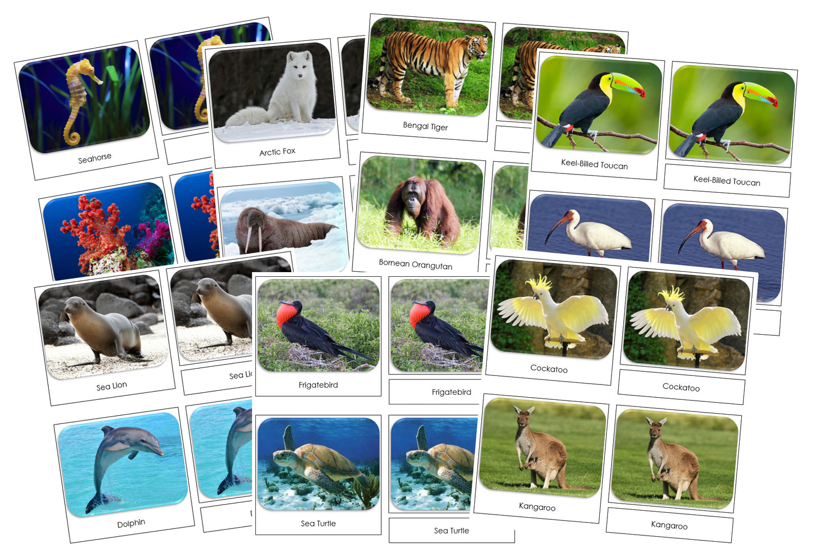 Montessori Classified Cards Bundle - Montessori Print Shop
