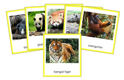 Asia Continent Bundle - Montessori Print Shop Digital Download