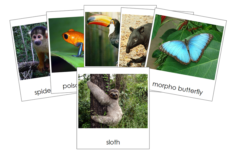 Amazon Rainforest Animals - Montessori Print Shop