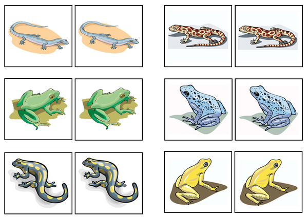 Amphibian Match-Up & Memory Game - Montessori Print Shop
