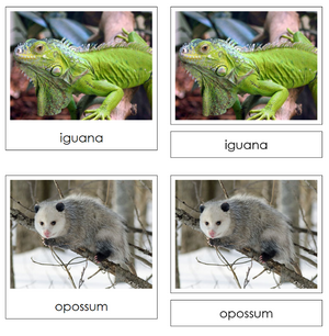 Animal Coverings Sorting (Scales, Feathers, Fur) - Montessori Print ...