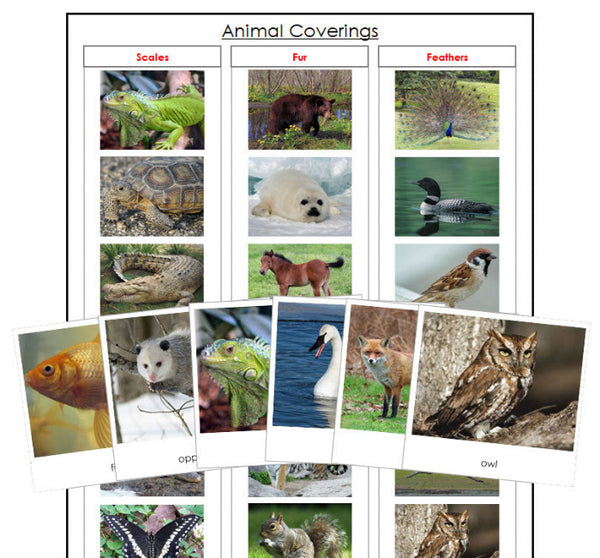 Animal Coverings Sorting (Scales, Feathers, Fur) - Montessori Print ...