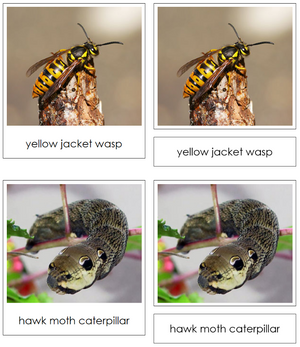 Animal Mimicry - Montessori Print Shop Digital Download