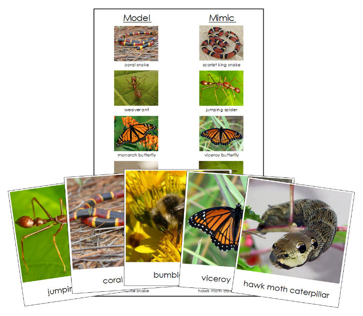 Animal Mimicry - Montessori Print Shop Digital Download
