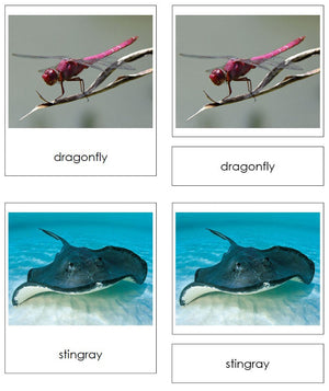 Animal Movement (Swim, Walk, Fly) - Montessori Print Shop Digital Download