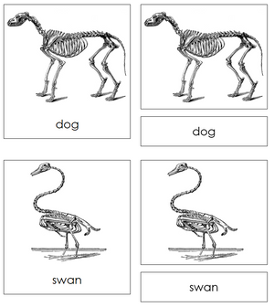 Animals And Their Skeletons - Montessori Print Shop Digital Download