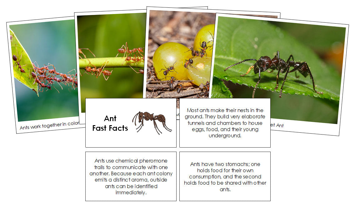 Zebra Fast Facts & Pictures - Montessori Print Shop
