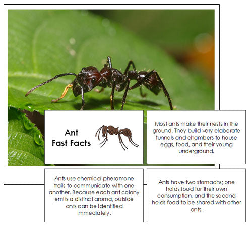 Ant Fast Fact Cards - Montessori Print Shop