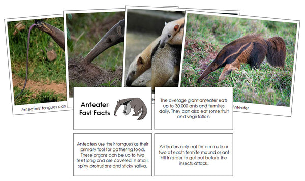 Zebra Fast Facts & Pictures - Montessori Digital Download - Montessori ...