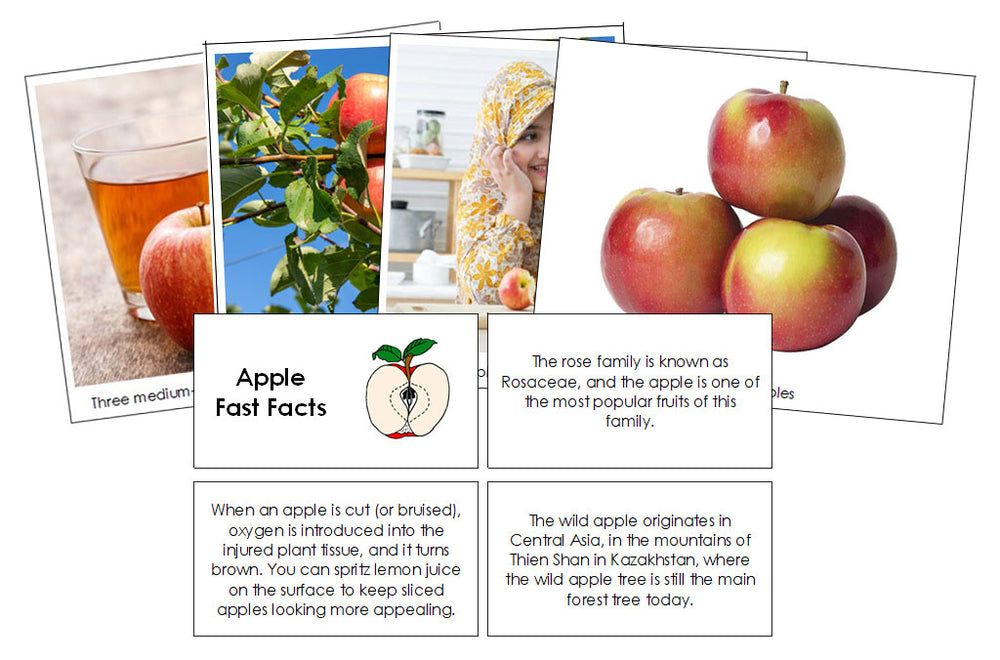 Leaf Fast Facts & Pictures - Montessori Digital Download - Montessori ...