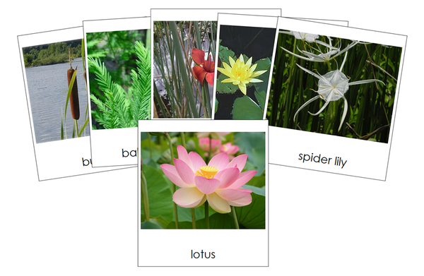 Aquatic & Wetland Plants - Montessori Print Shop Digital Download