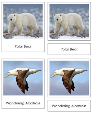 Arctic and Antarctic Animal Sorting - Montessori Print Shop Digital ...