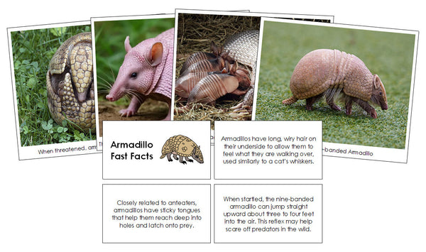 Armadillo Fast Facts & Pictures - Montessori Print Shop