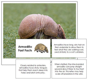 Armadillo Fast Fact Cards - Montessori Print Shop