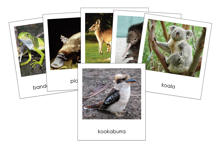 Australia/Oceania Continent Bundle - Montessori Print Shop Digital Download