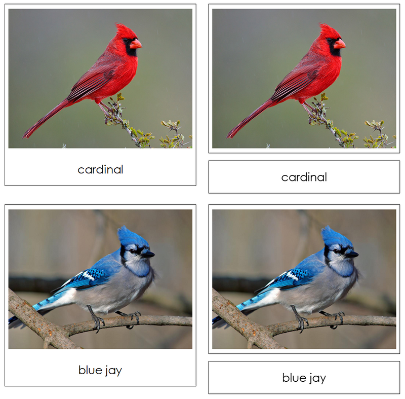 Backyard Birds Safari Toob Cards - Montessori Print Shop Digital Download