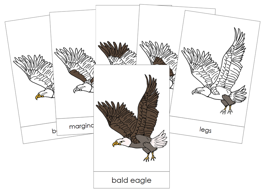 Bald Eagle Nomenclature Cards - Montessori Print Shop