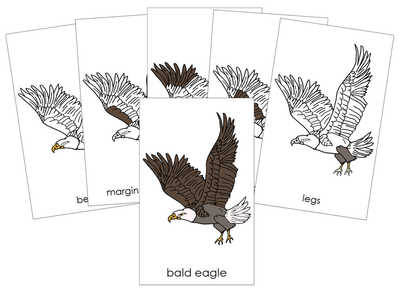 Parts of a Bald Eagle Nomenclature Cards - Montessori Digital Download ...