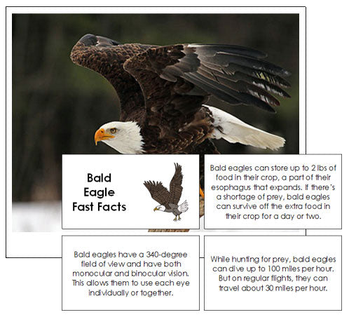 Bald Eagle Fast Fact Cards - Montessori Print Shop