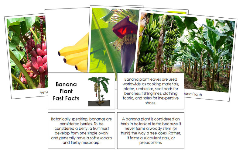Plant Fast Facts & Pictures - Montessori Digital Download - Montessori ...
