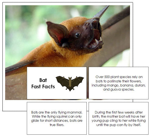 Bat Fast Fact Cards - Montessori Print Shop
