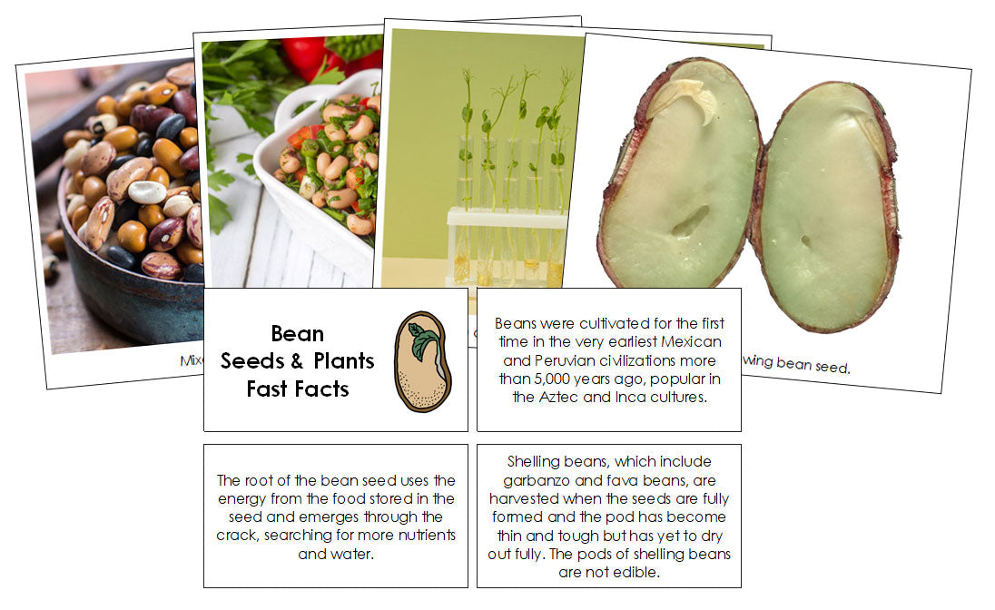 Leaf Fast Facts & Pictures - Montessori Print Shop